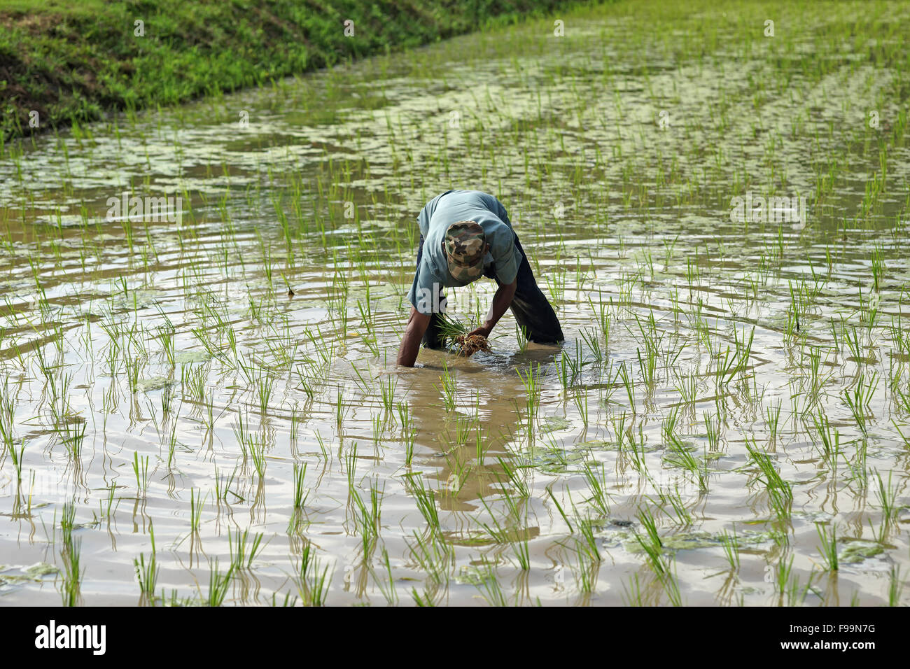 farmer planting rice in the paddy field Stock Photo - Alamy