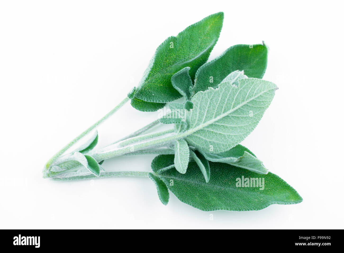 A bundle of sage Stock Photo - Alamy