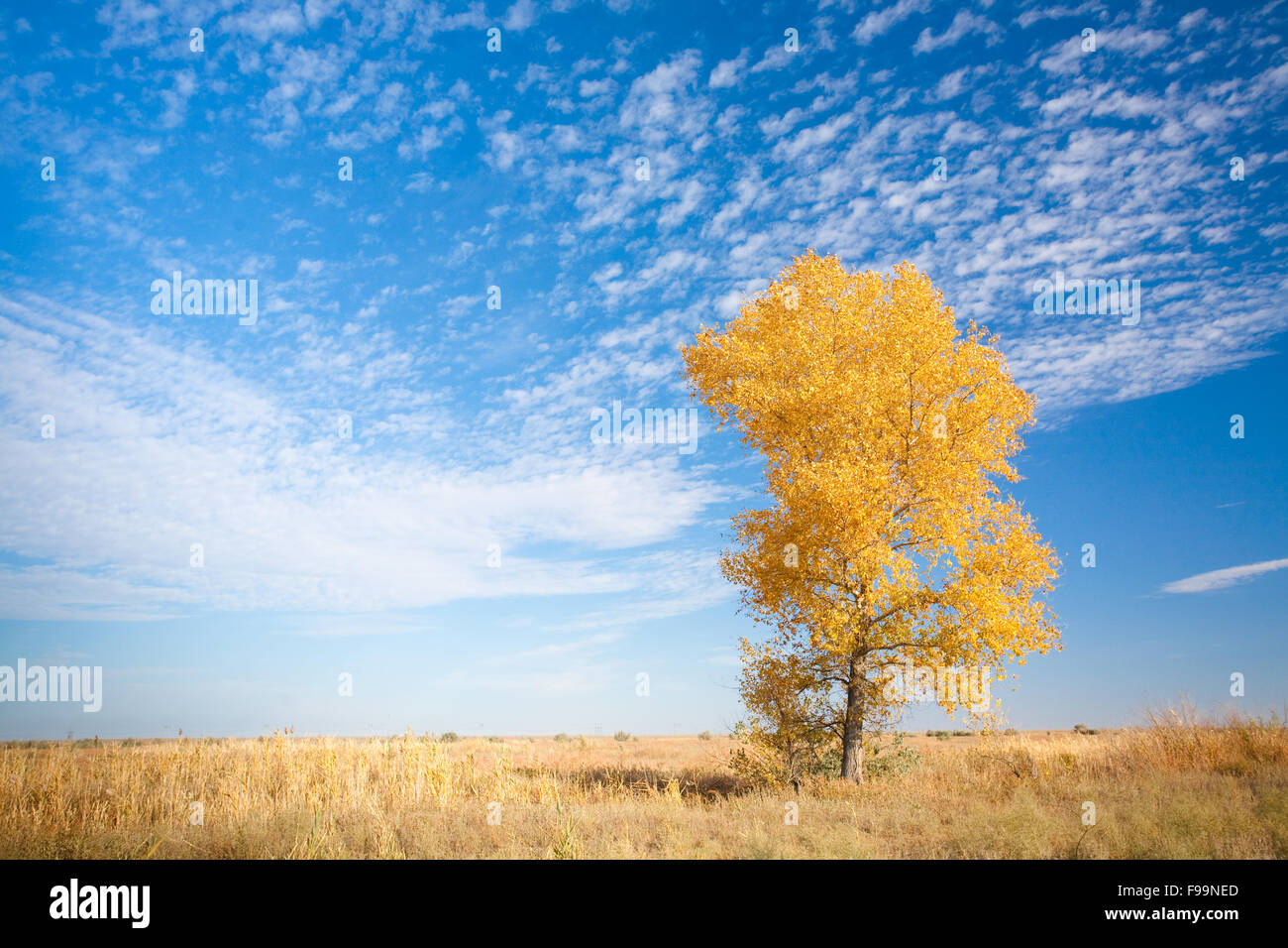background with yellow tree Stock Photo - Alamy