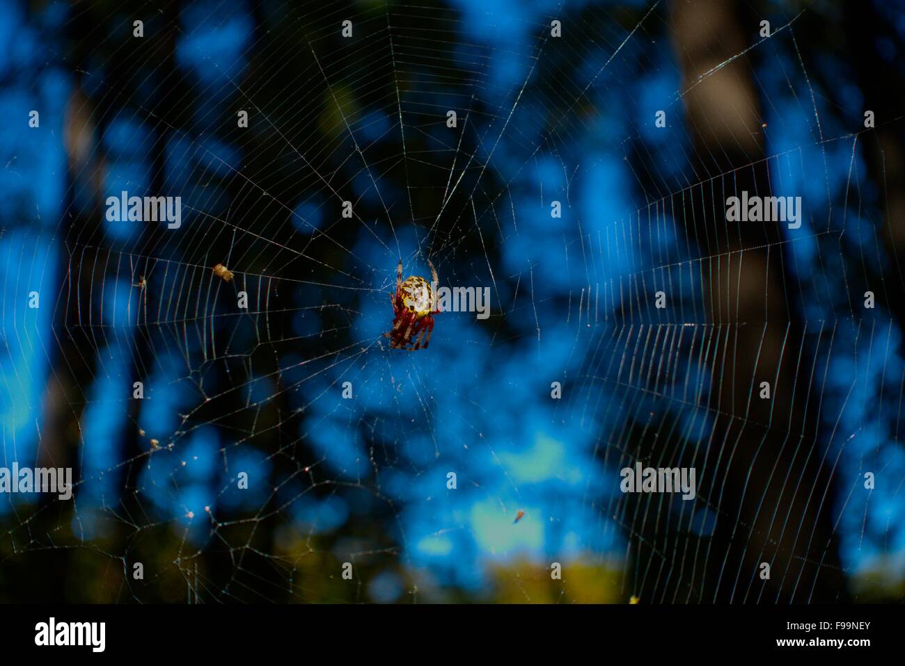 A spotted orb-weaver maintains its elaborate work of art Stock Photo ...