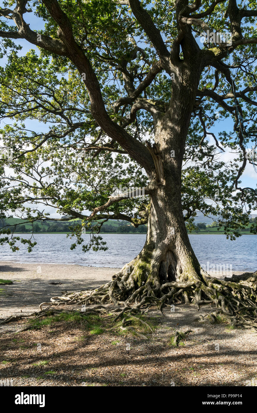 Large oak tree hi-res stock photography and images - Alamy