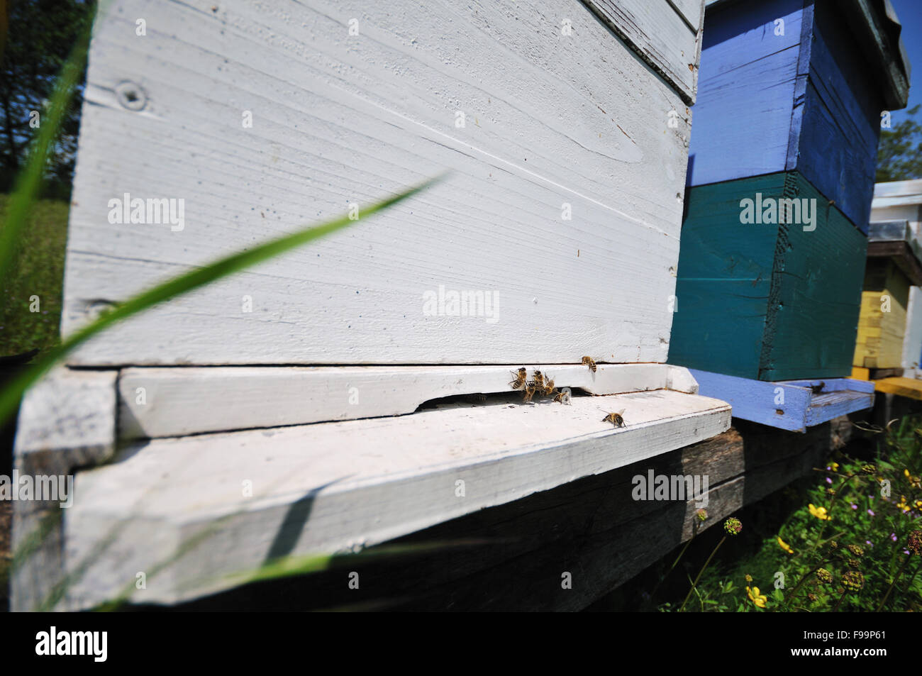 bee home at meadow with flowers and fresh green grass on spring season ...