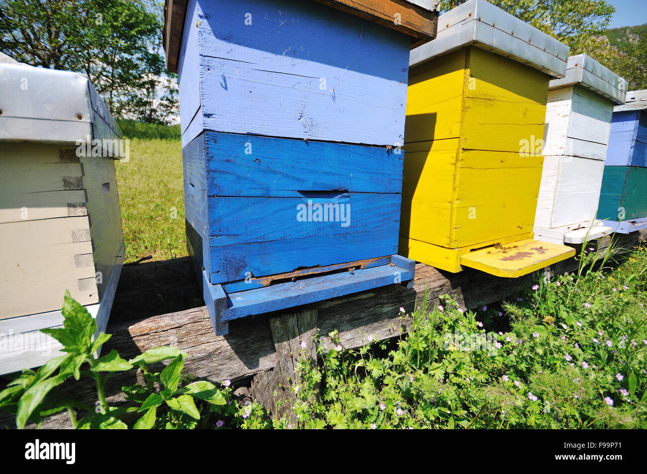 bee home at meadow with flowers and fresh green grass on spring season ...