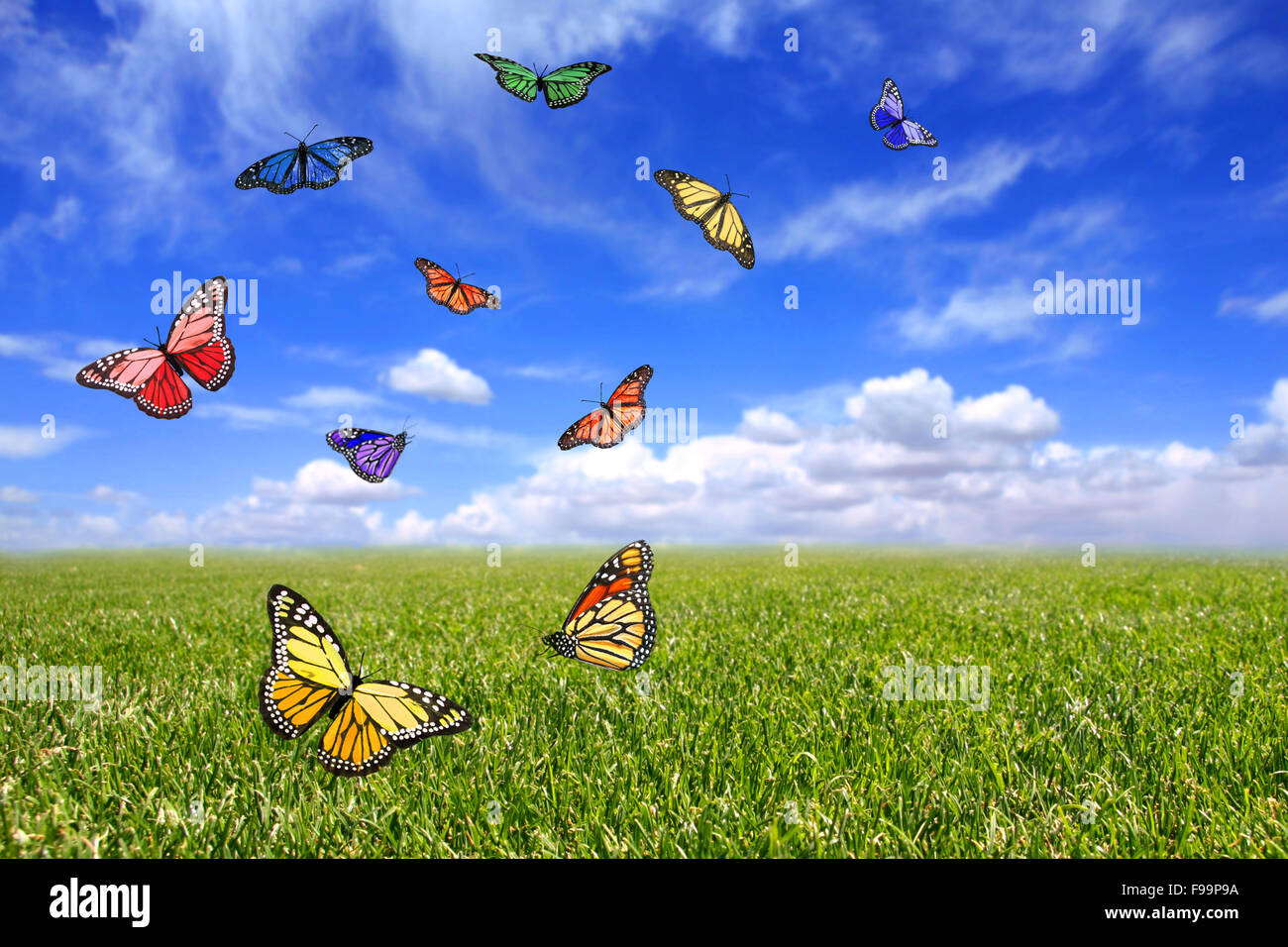 Beautiful Butterflies Flying Free in an Open Field Stock Photo - Alamy