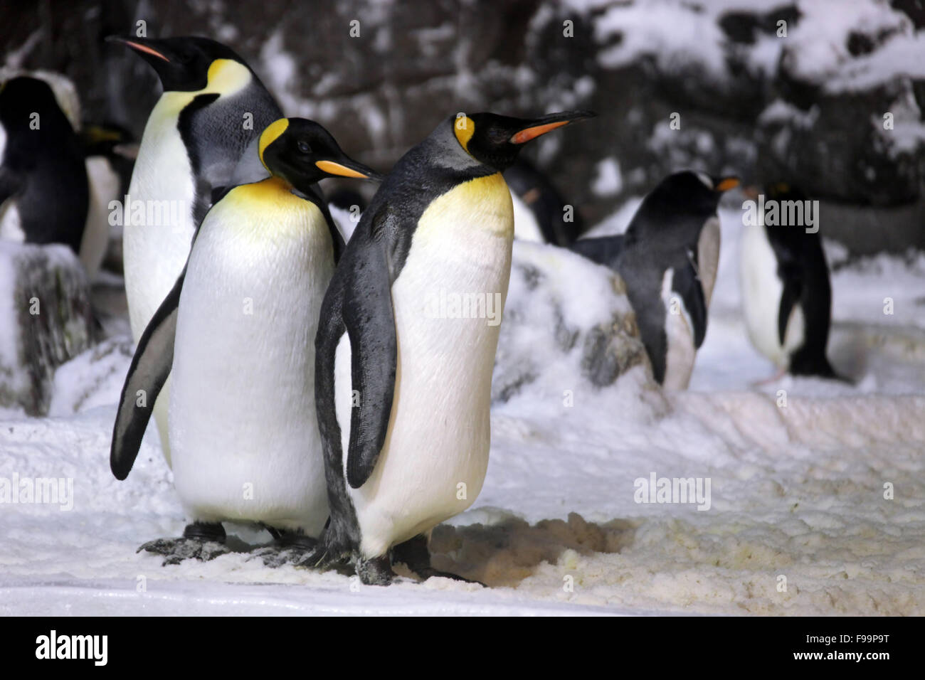 Emperor Penguins Hanging Out Together Stock Photo - Alamy