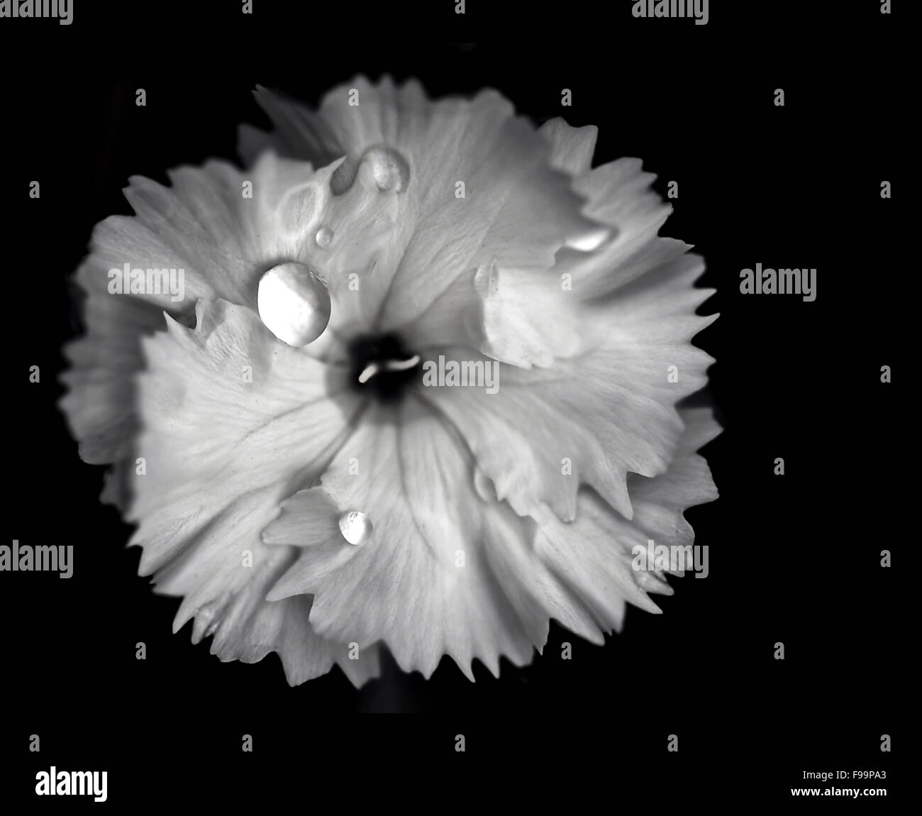 White Camelia Flower With Extreme Depth of Field Stock Photo - Alamy