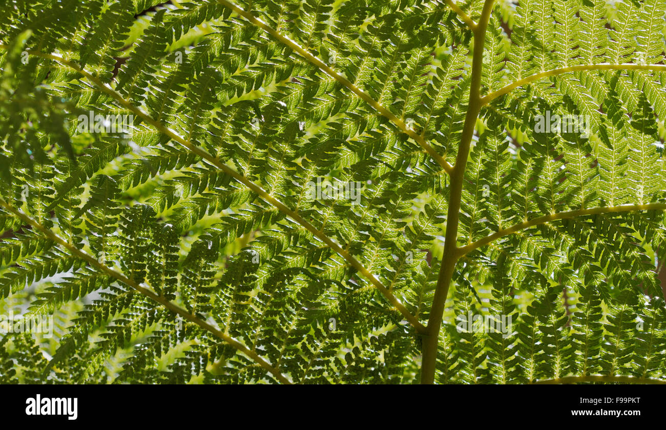 Fern Branch Horizontal Stock Photo - Alamy