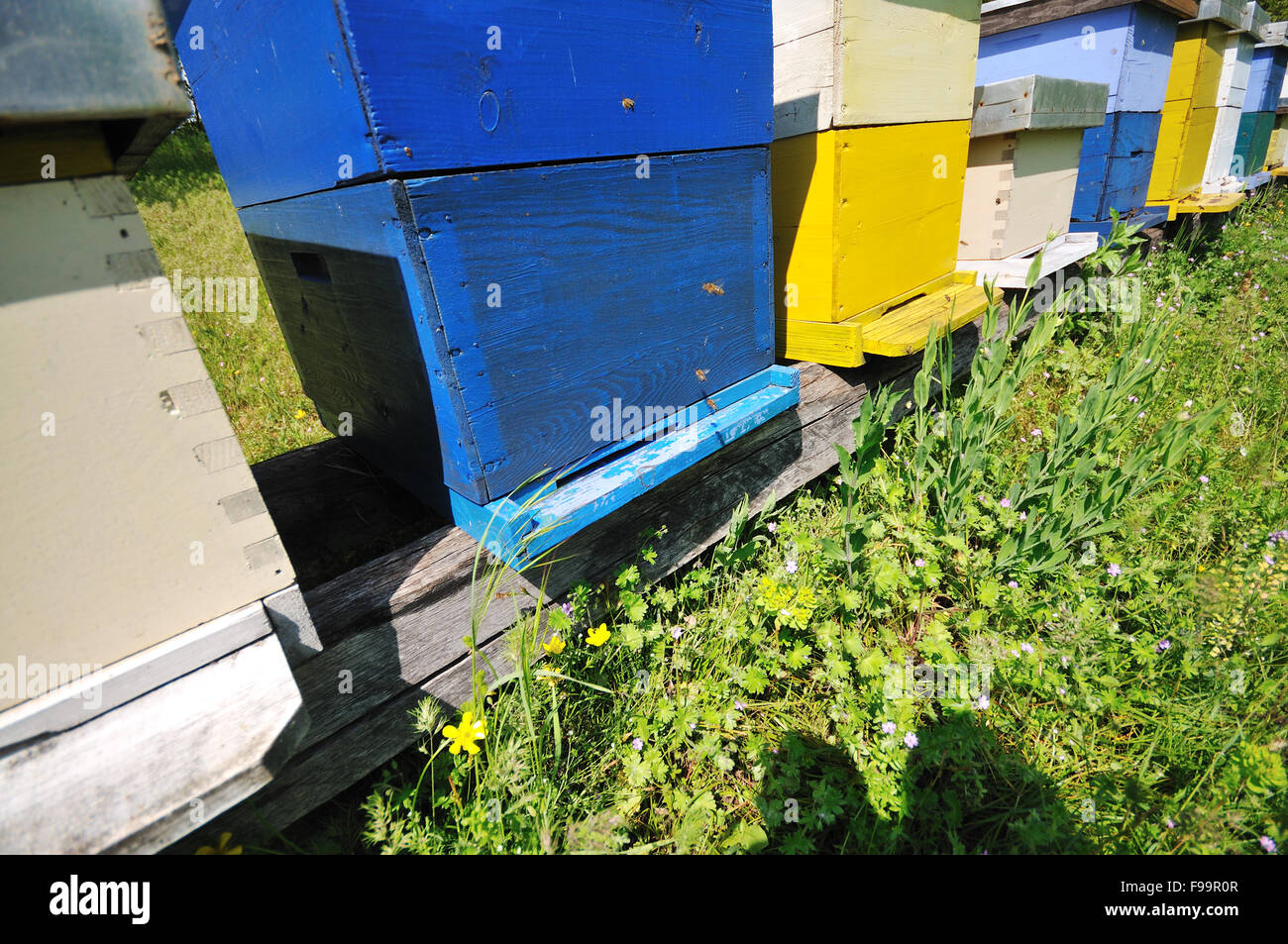 bee home at meadow with flowers and fresh green grass on spring season ...