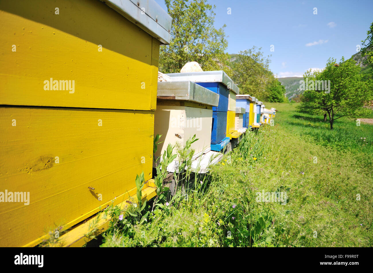 bee home at meadow with flowers and fresh green grass on spring season ...