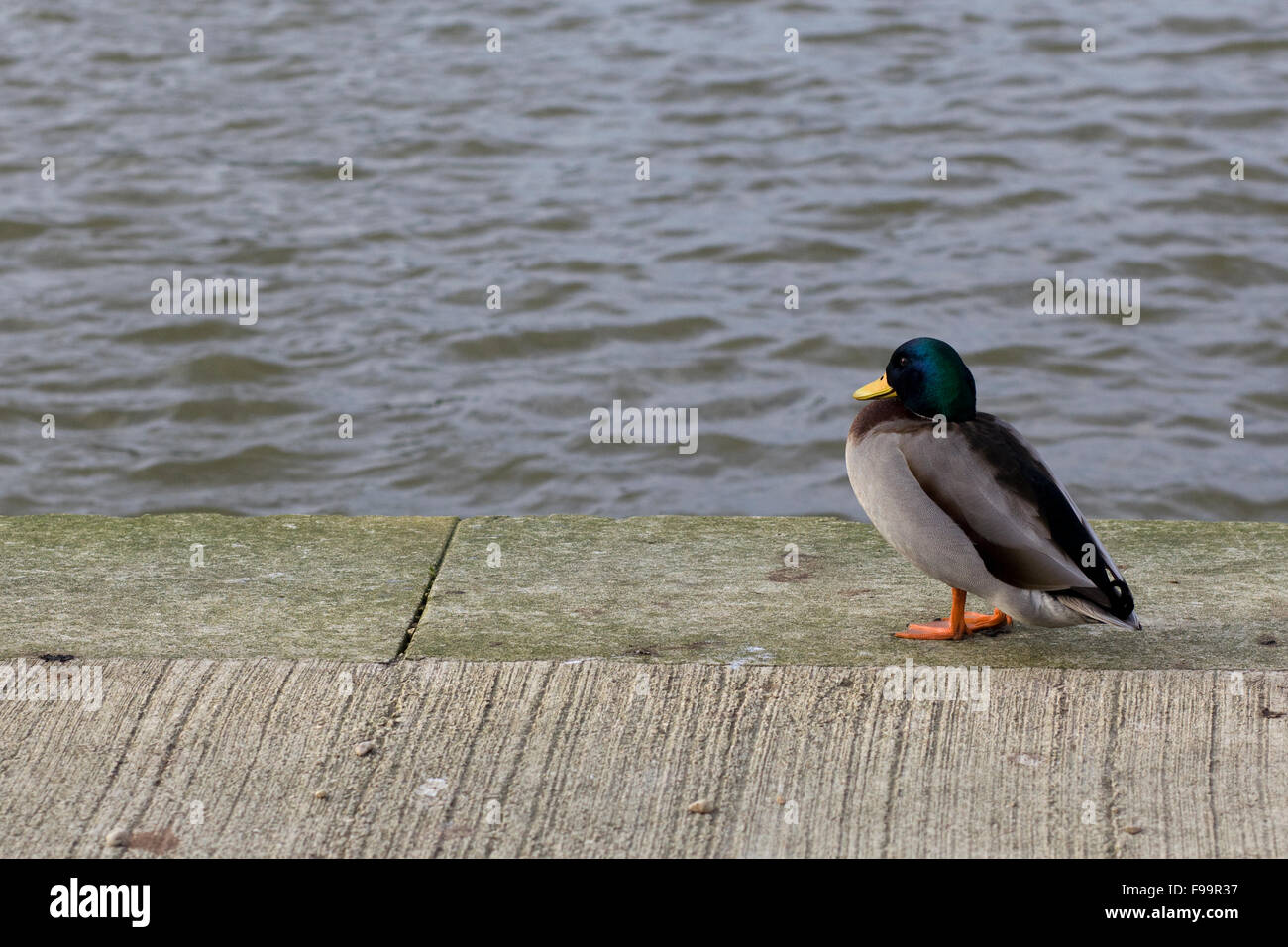 Feral mallard duck hi-res stock photography and images - Alamy
