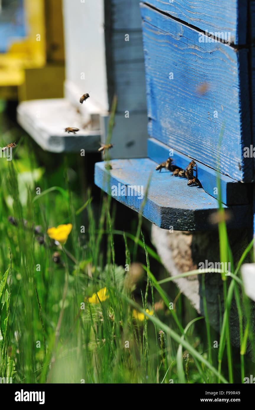 bee home at meadow with flowers and fresh green grass on spring season ...