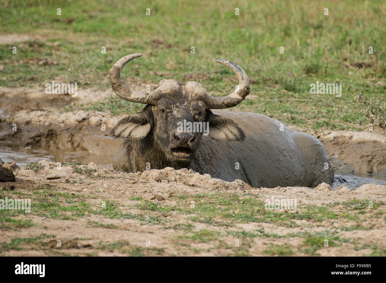 Buffalo wallowing hi-res stock photography and images - Alamy