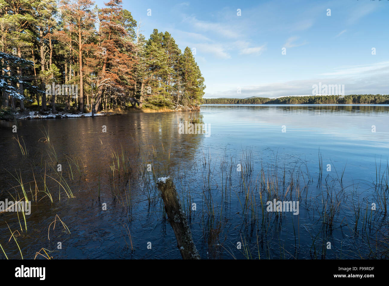 Loch Garten autumn trees in the Highlands of Scotland Stock Photo - Alamy