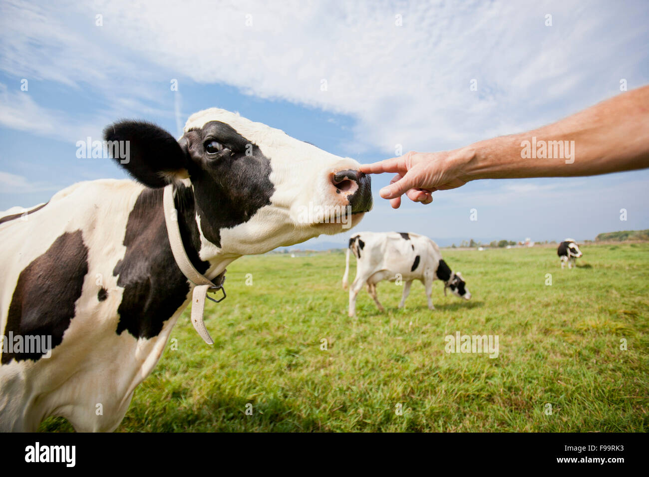 Farmer touching cow nose Stock Photo - Alamy