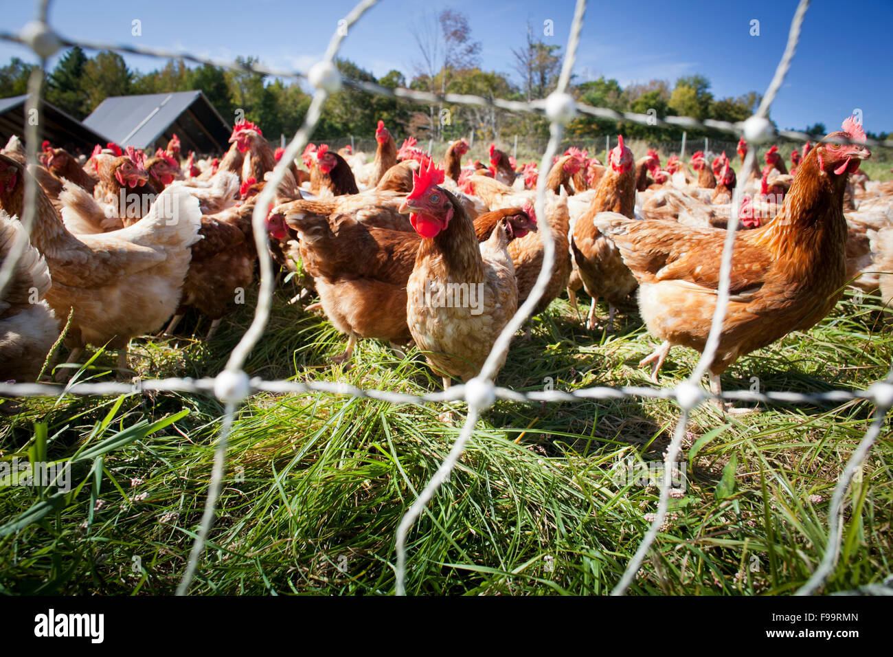 Chickens and fence Stock Photo - Alamy