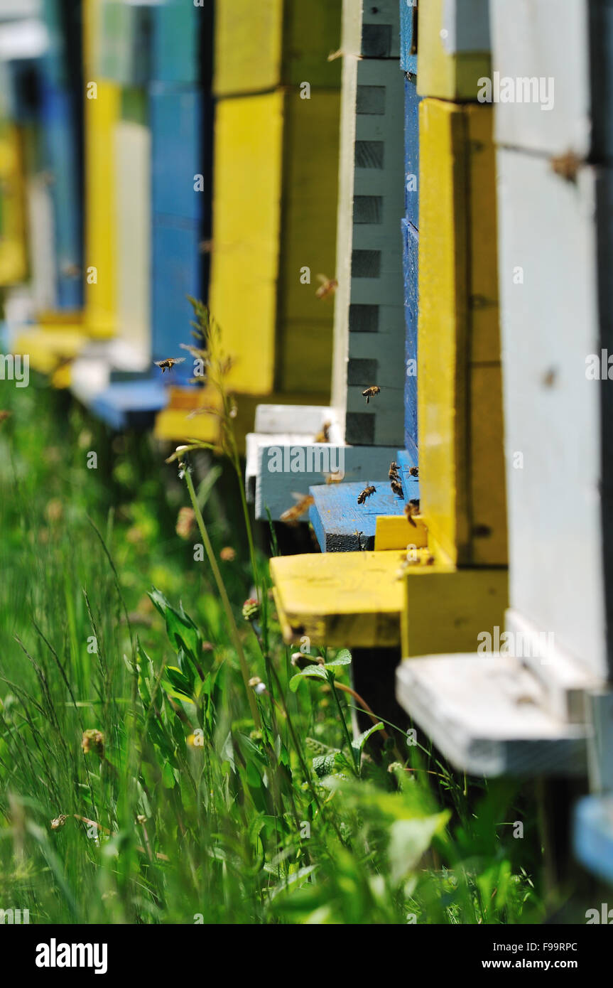 bee home at meadow with flowers and fresh green grass on spring season ...