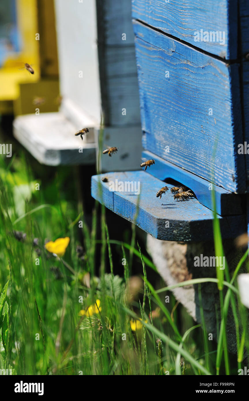 bee home at meadow with flowers and fresh green grass on spring season ...