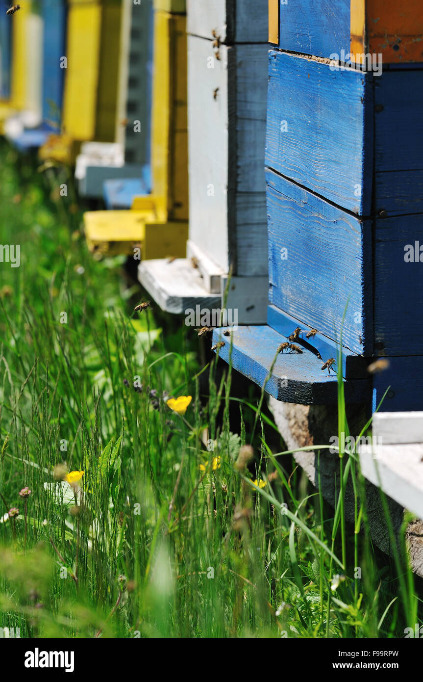 bee home at meadow with flowers and fresh green grass on spring season ...