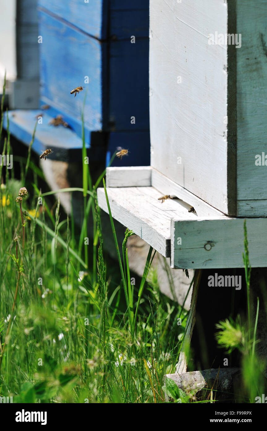 bee home at meadow with flowers and fresh green grass on spring season ...