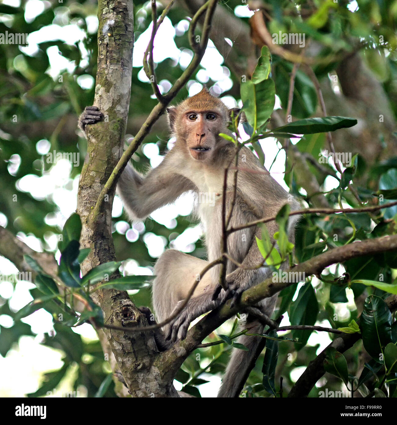 lovely monkey on the tree in nature Stock Photo - Alamy