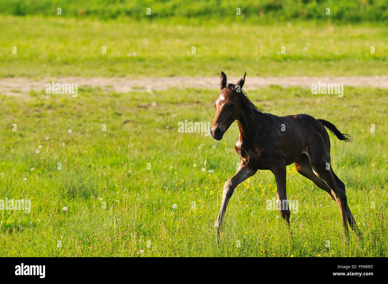 beautiful animal horse outdoor run and have fun Stock Photo - Alamy