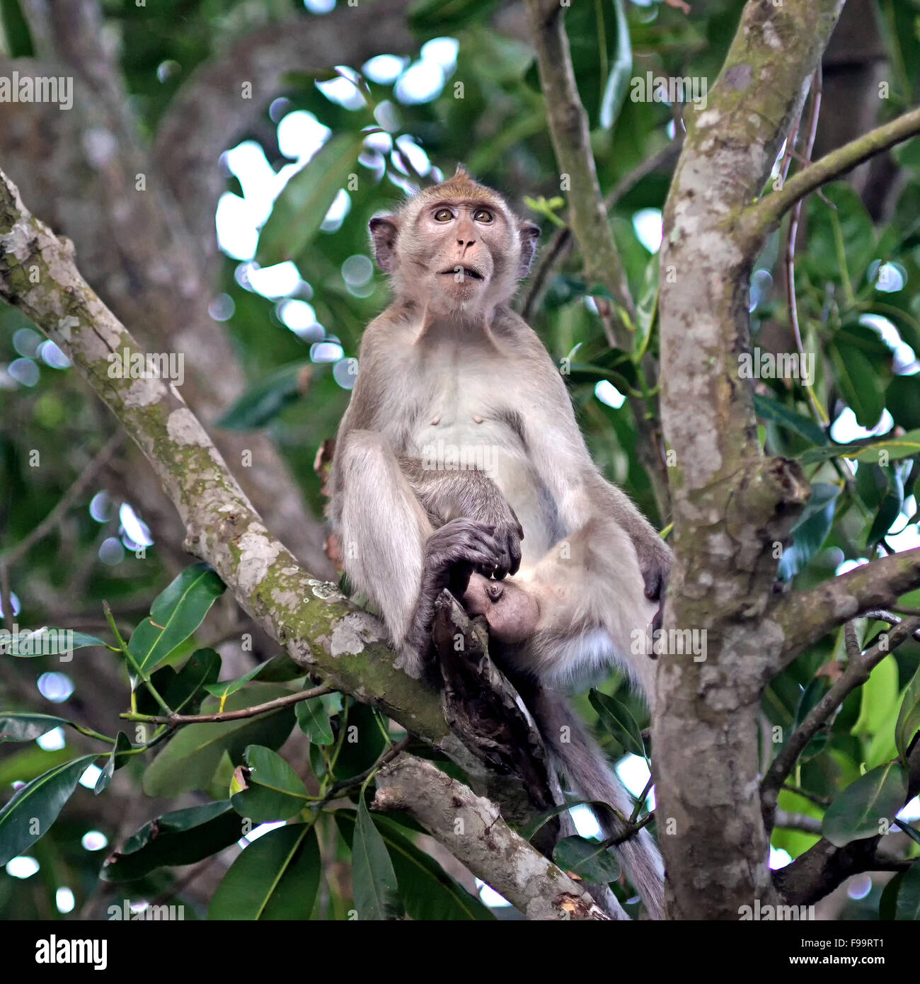 lovely monkey on the tree in nature Stock Photo - Alamy