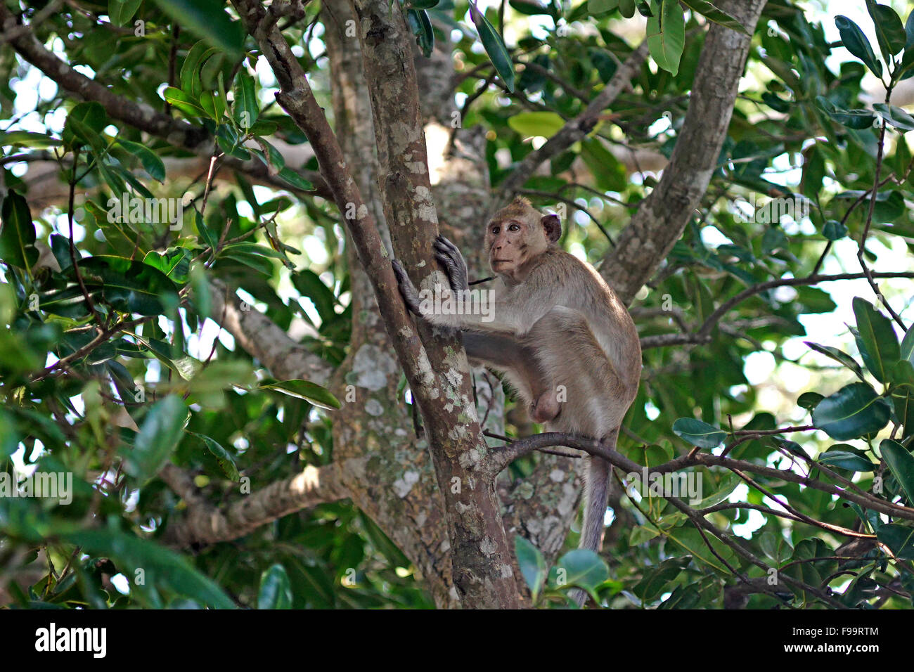 lovely monkey on the tree in nature Stock Photo - Alamy
