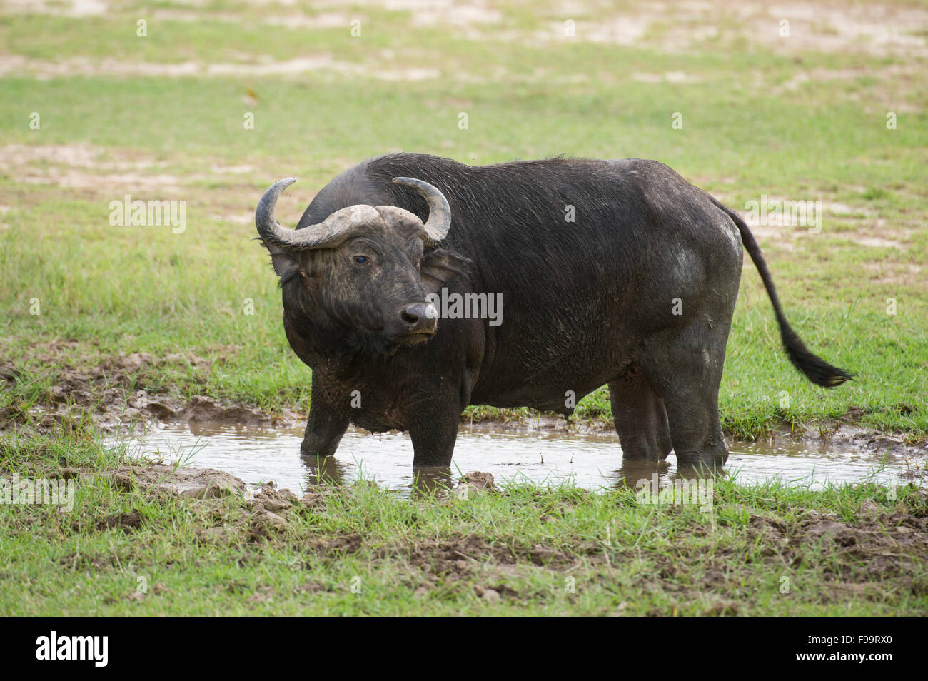 Buffalo wallowing hi-res stock photography and images - Alamy