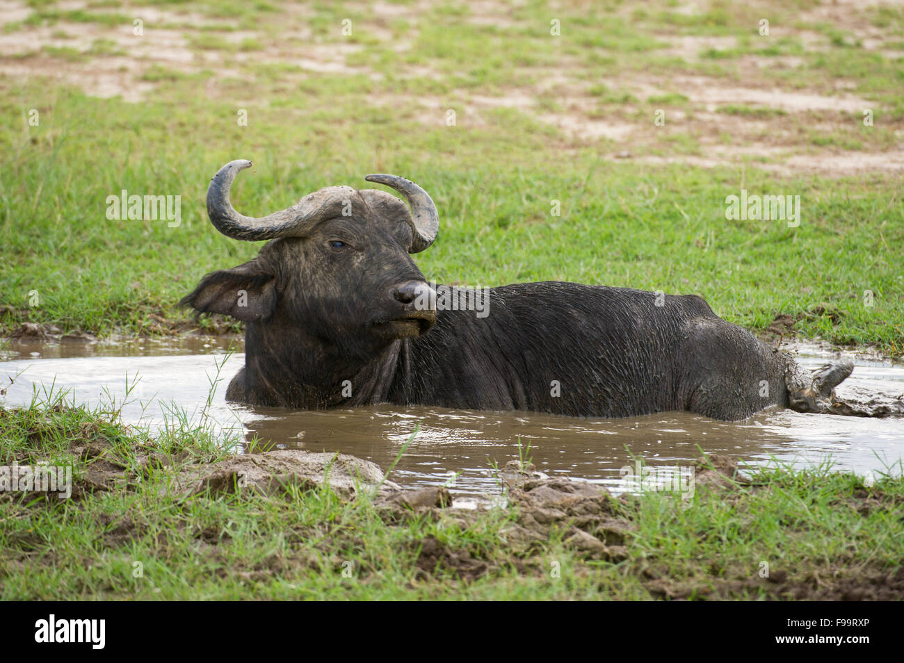 Buffalo wallowing hi-res stock photography and images - Alamy