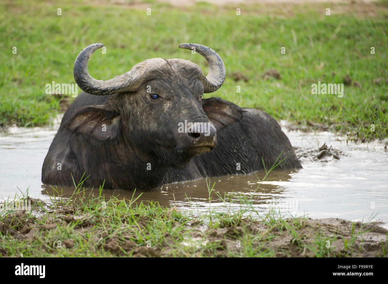 Buffalo wallowing in mud (Syncerus caffer caffer), Ishasha sector in ...