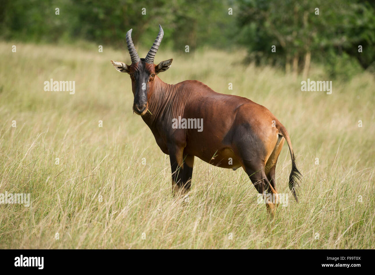 Topi (Damaliscus lunatus jimela), Ishasha sector in Queen Elizabeth ...