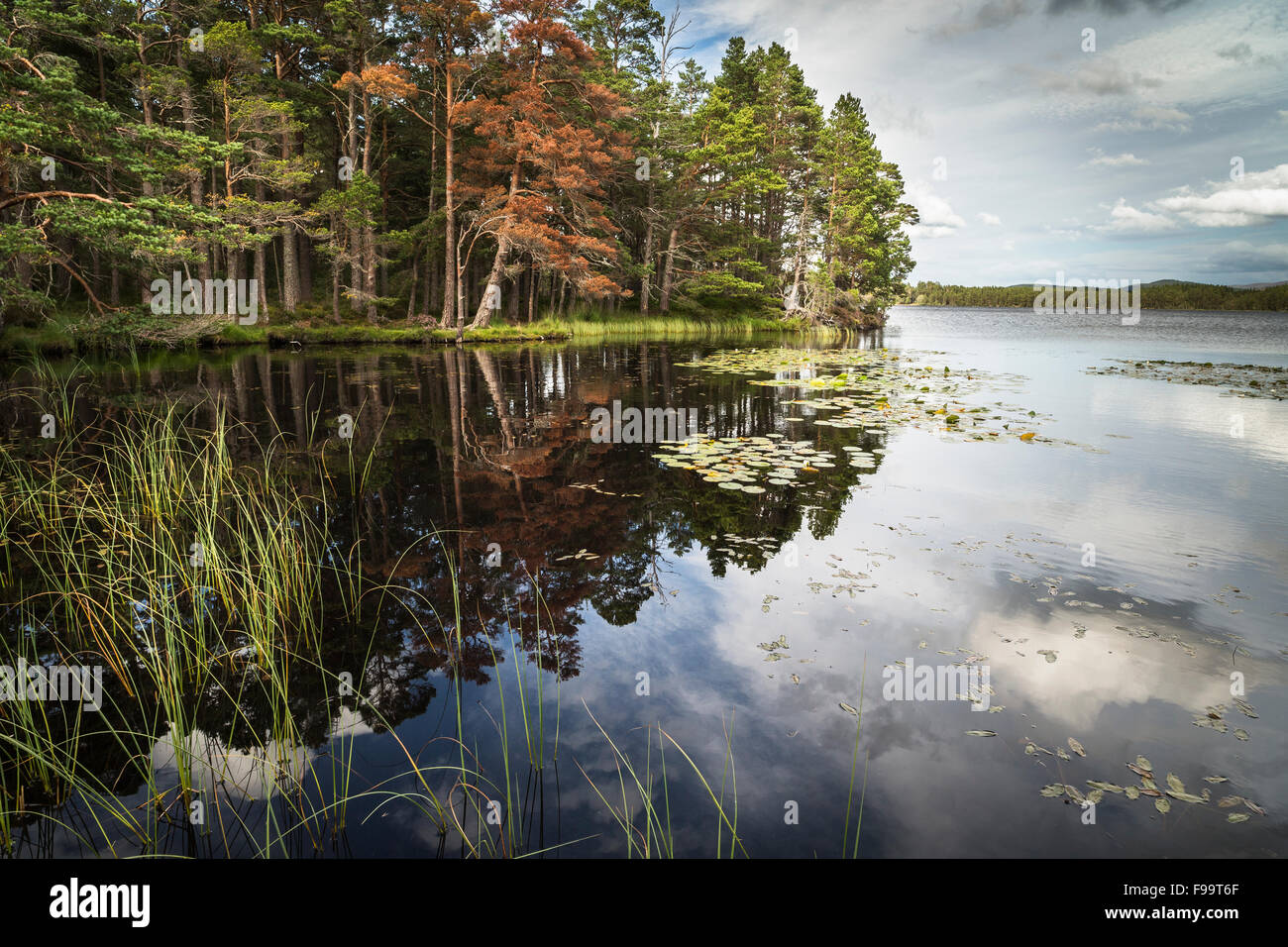 Loch Garten autumn trees in the Highlands of Scotland Stock Photo - Alamy