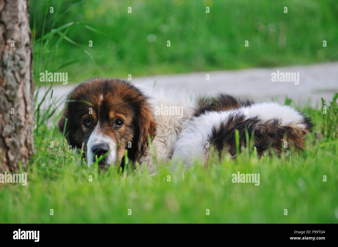 old sick dog lie and sleep on grass on meadow outdoor Stock Photo - Alamy