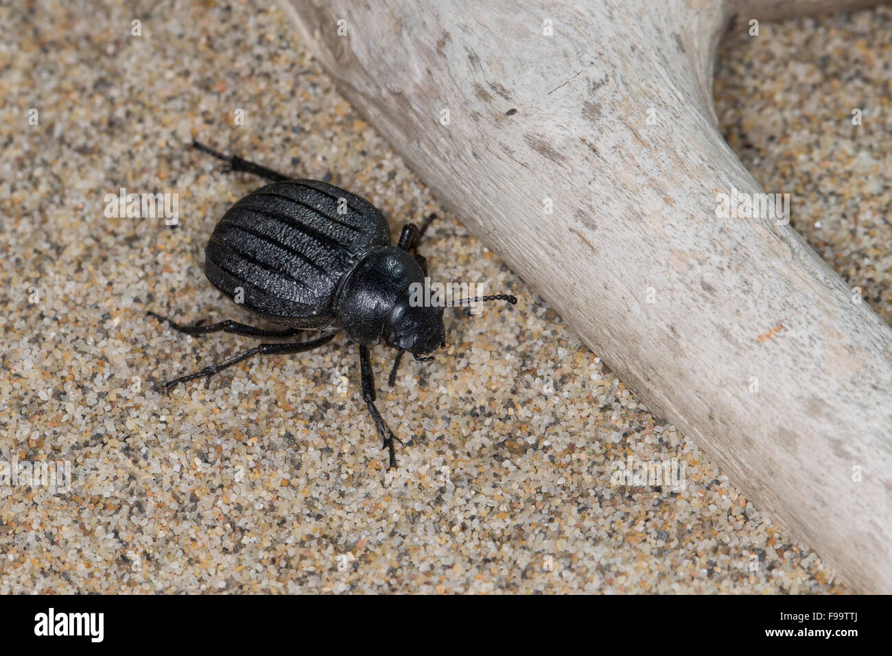 Darkling beetle, Schwarzkäfer, Feistkäfer, Pimelia spec., Pimelia ...