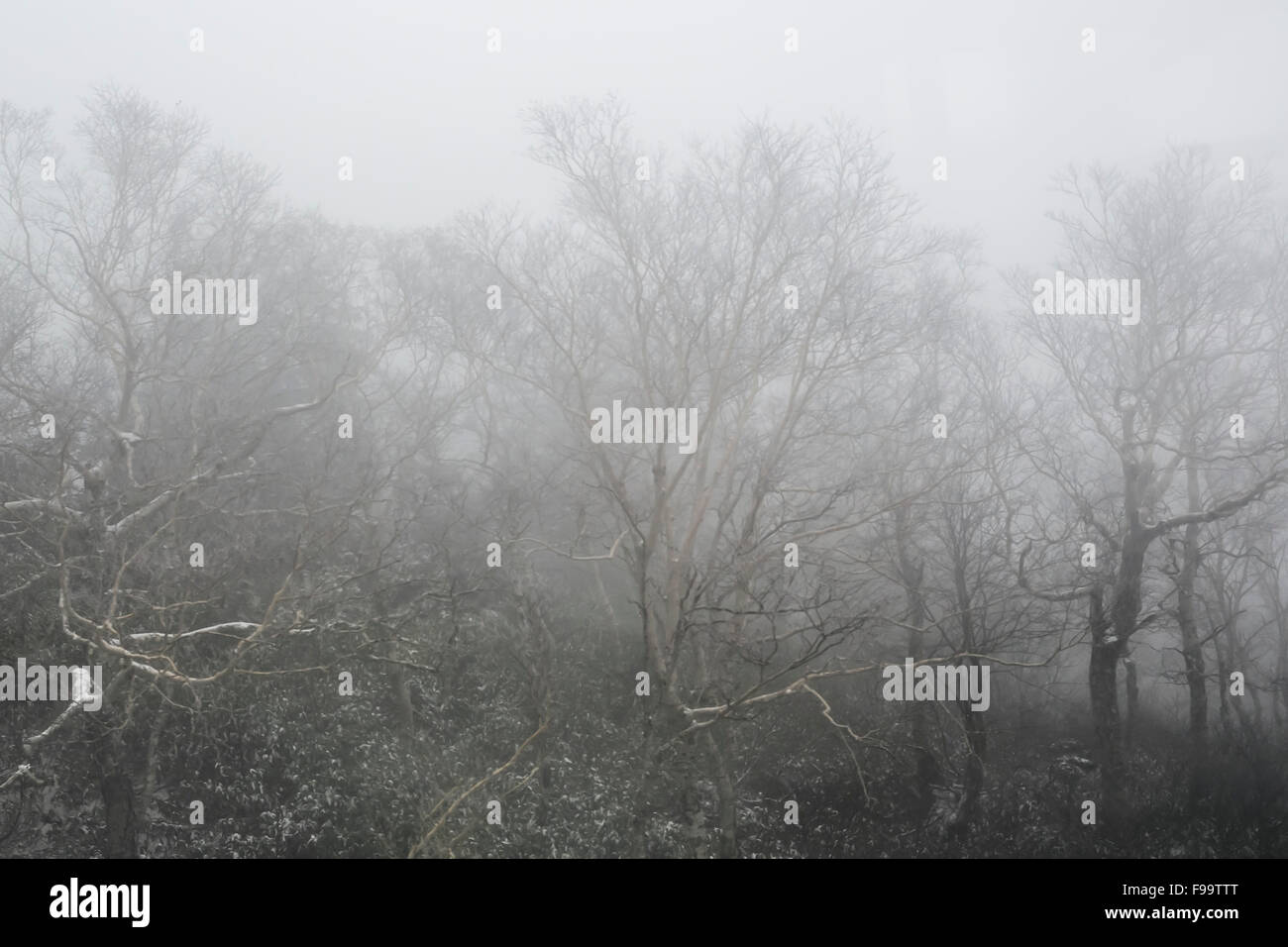 Misty fogy hi-res stock photography and images - Alamy