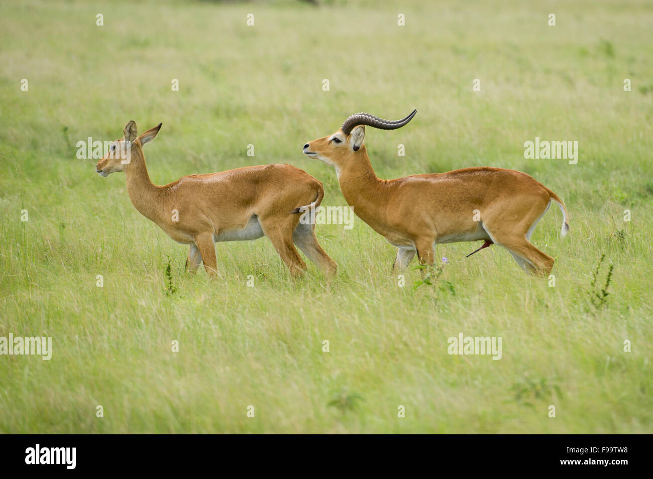 Male Uganda Kob trying to mate with female (kobus kob thomasi), Ishasha ...