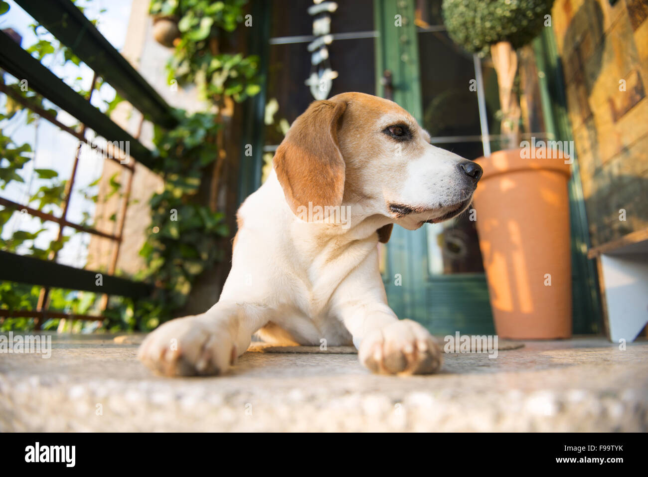 Dog sitting in front of house hi-res stock photography and images - Alamy