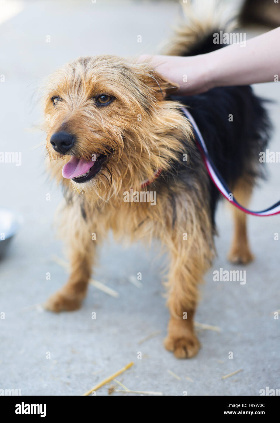Patting head hi-res stock photography and images - Alamy