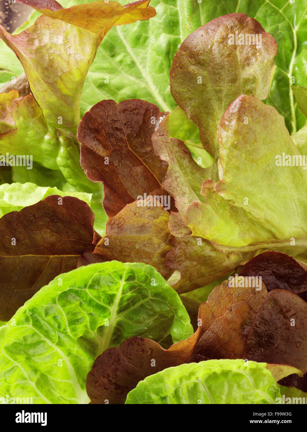 Lettuce close-up #1 Stock Photo - Alamy