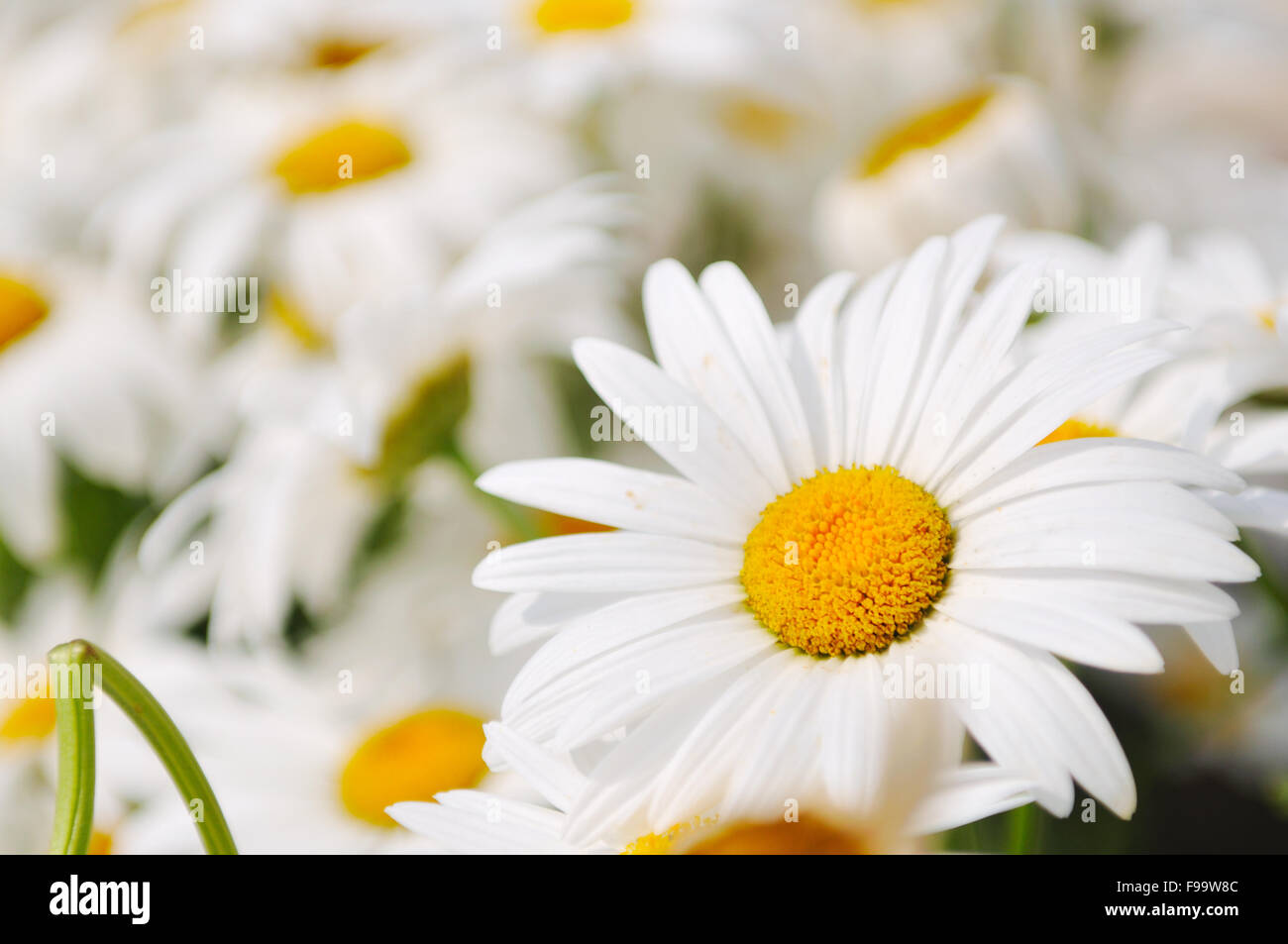 daisy flower backgorund closeup Stock Photo - Alamy