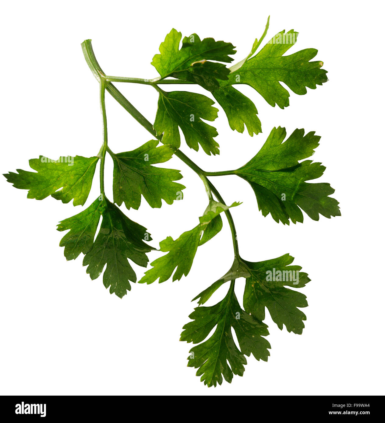Sprig of parsley Stock Photo - Alamy