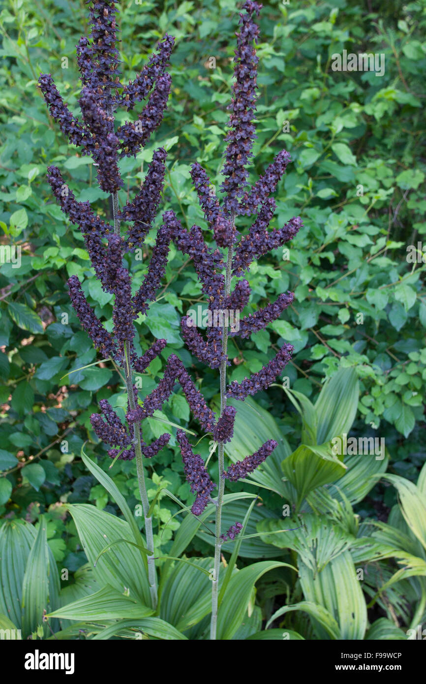 Black germer hi-res stock photography and images - Alamy