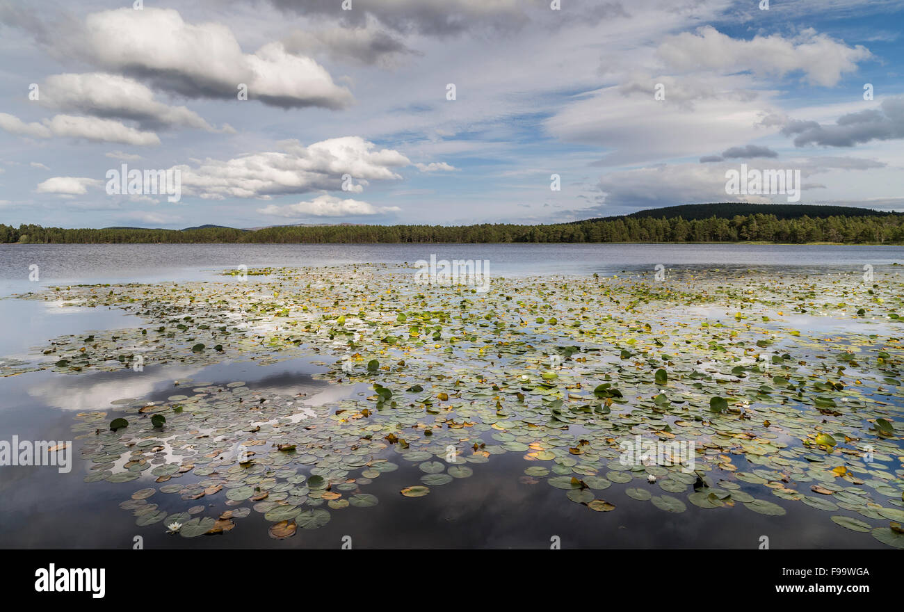 Loch Garten water lilies in Scotland Stock Photo - Alamy