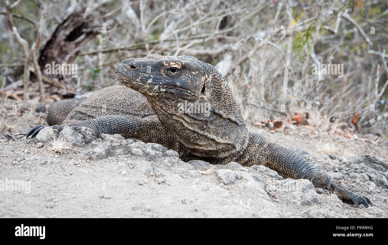 Komodo Dragon (Varanus komodoensis) Guarding Nest, Komodo Island ...