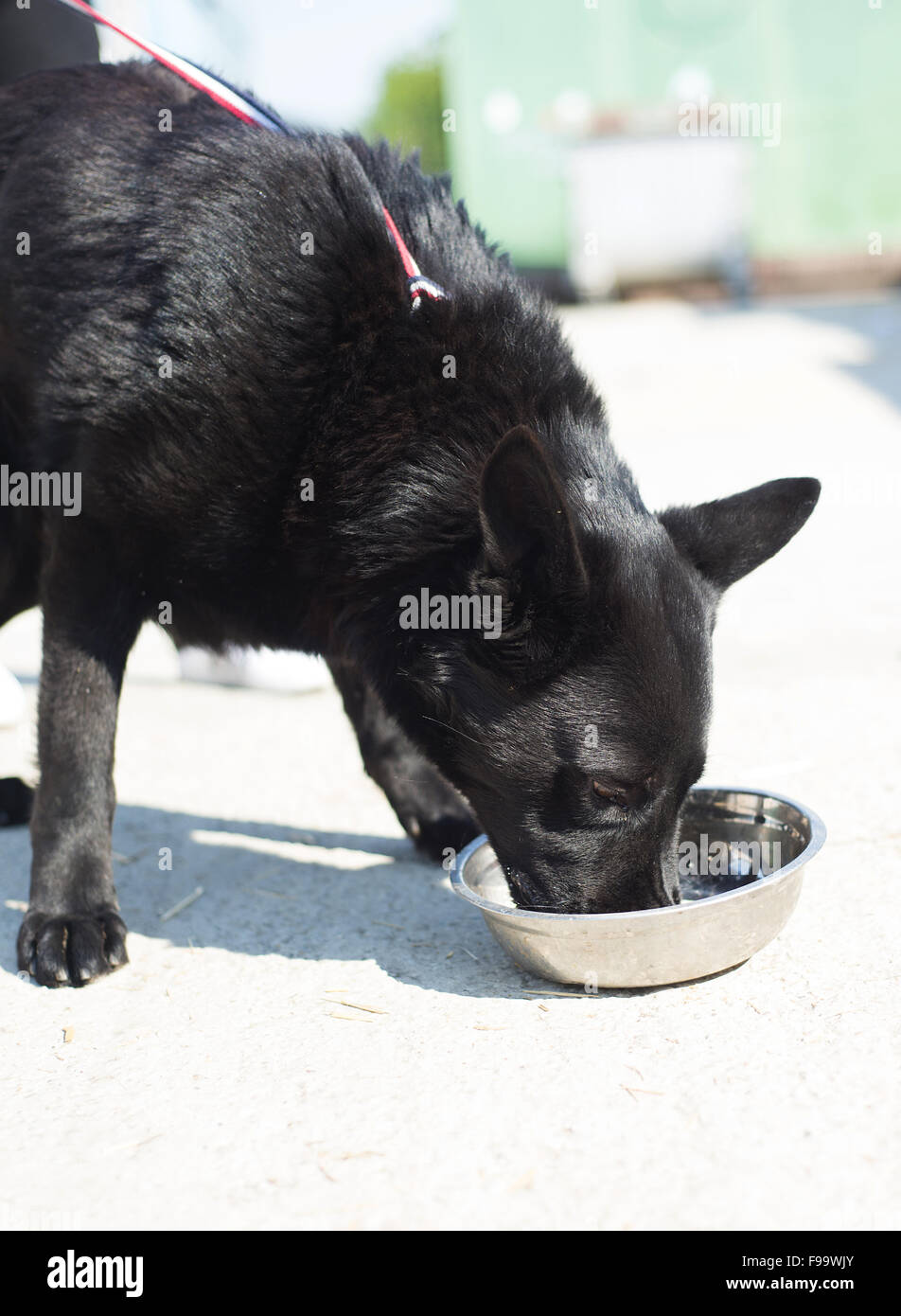 Cute dog outside eating his food from the bowl Stock Photo - Alamy
