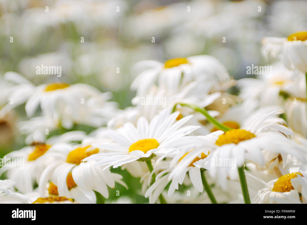 daisy flower backgorund closeup Stock Photo - Alamy