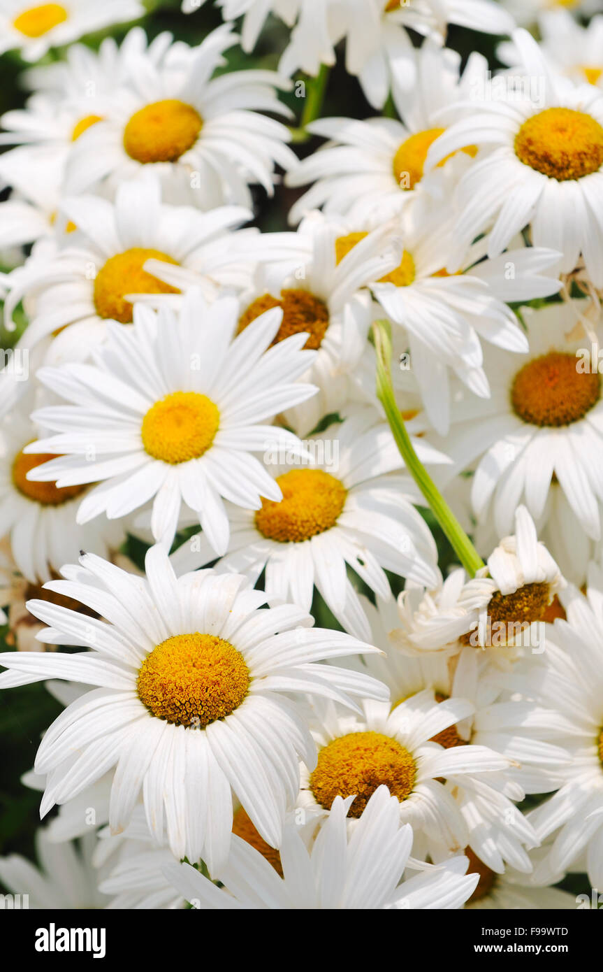 daisy flower backgorund closeup Stock Photo - Alamy