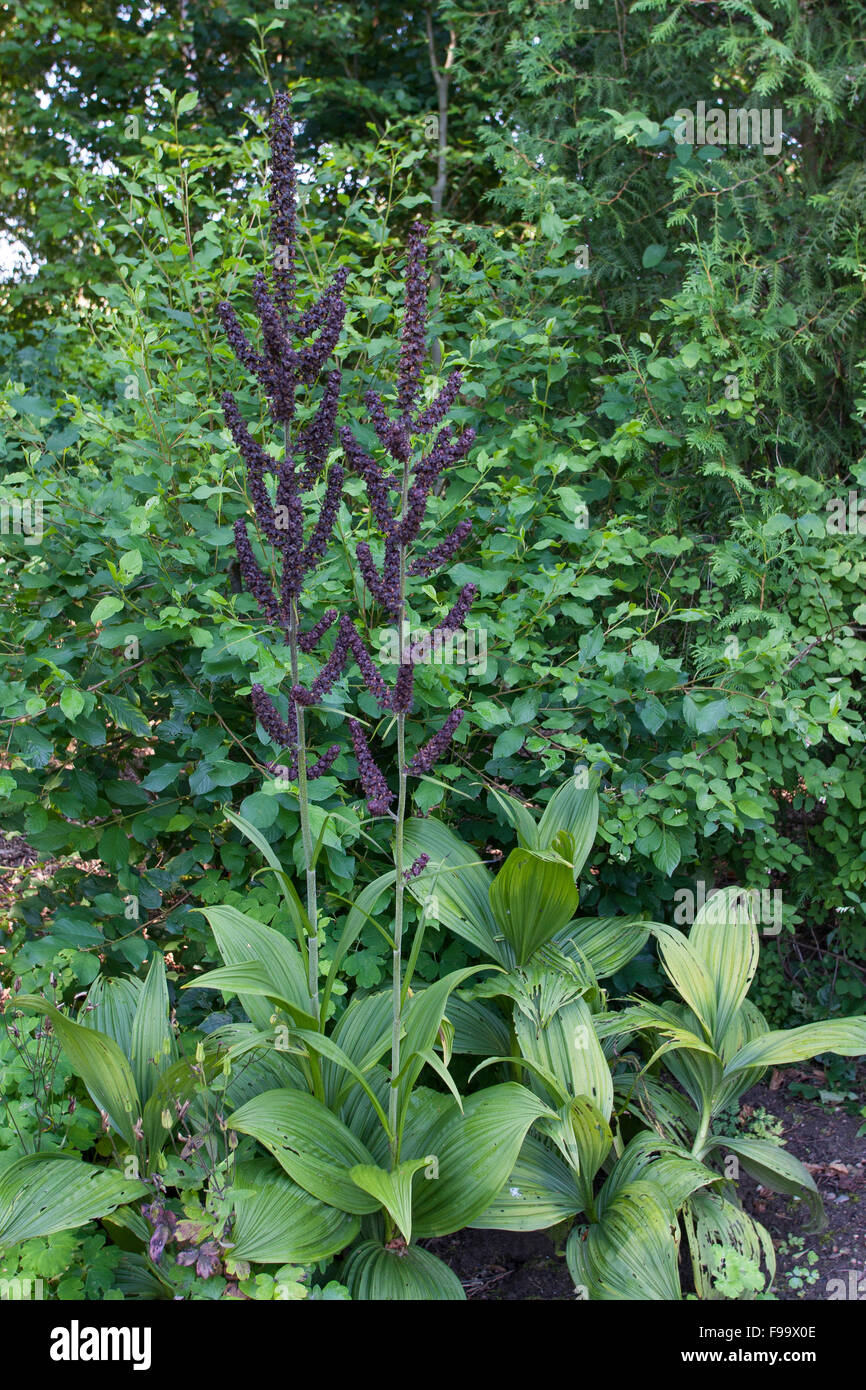 Le veratre noir hi-res stock photography and images - Alamy