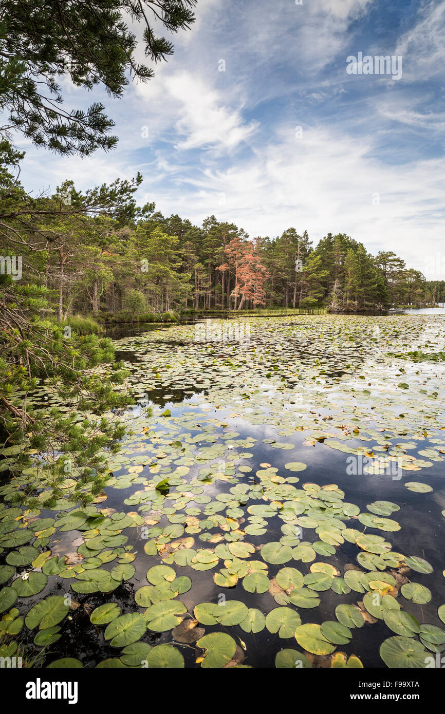 Loch Garten water lilies in Scotland Stock Photo - Alamy