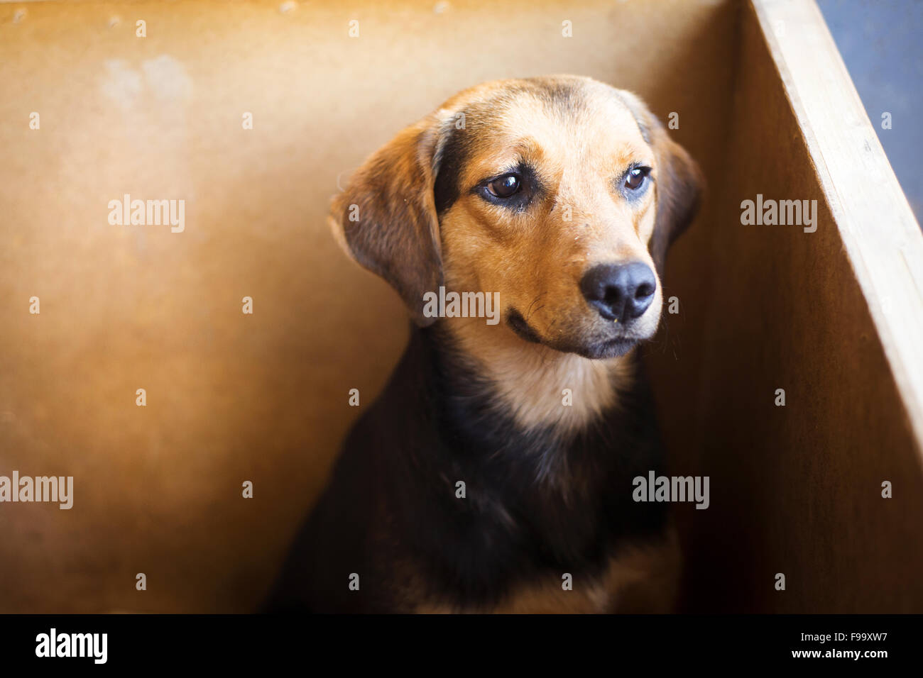A dog in an animal shelter, waiting for a home Stock Photo - Alamy
